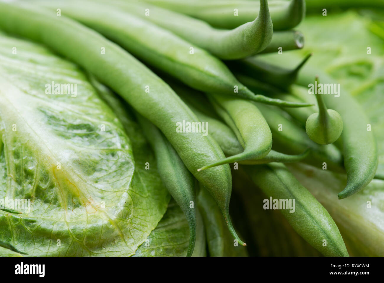 Fresh Raw Organic French Green Beans (Haricot Verts) and Romaine ...