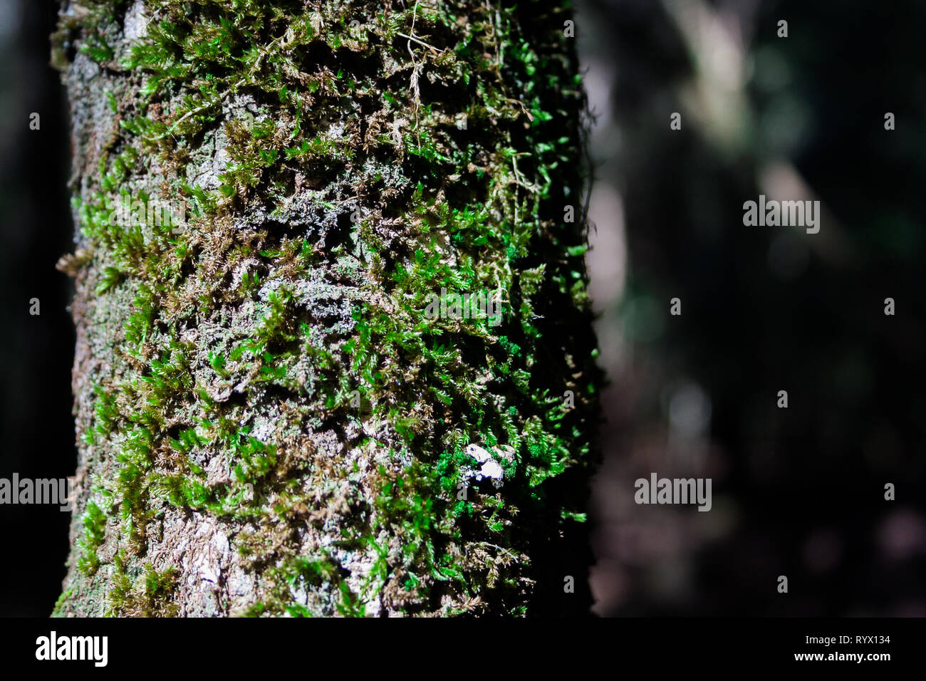 Moss environment hi-res stock photography and images - Alamy