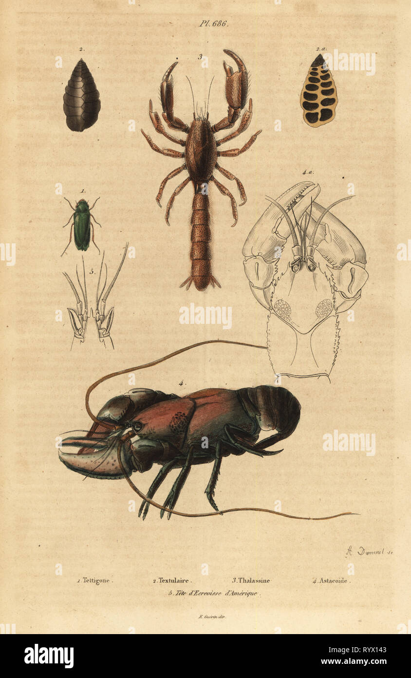 Scorpion mud lobster hi-res stock photography and images - Alamy