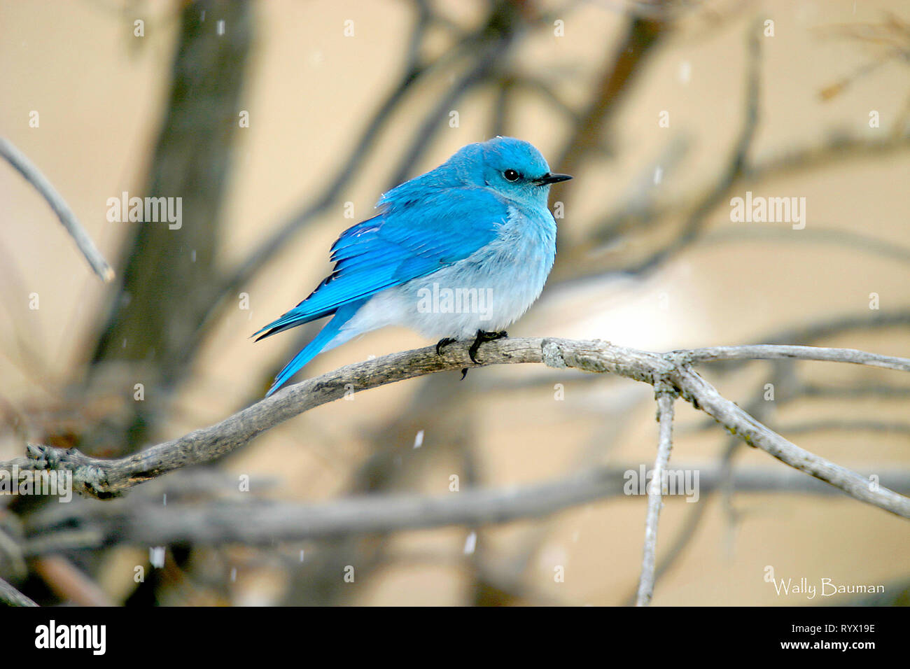 Birds of North America. Mountain Bluebird, (Sialia currucoides) return ...