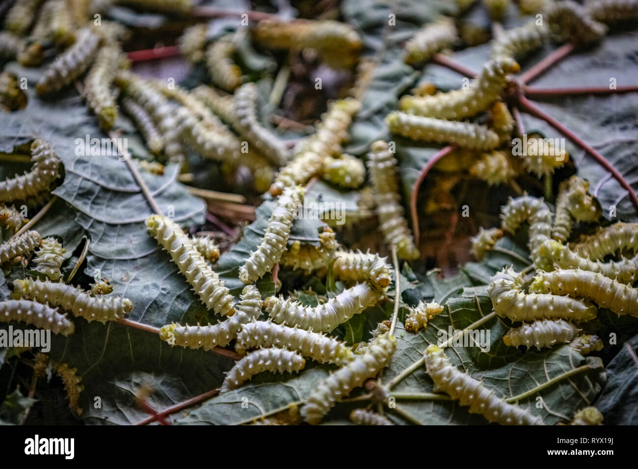 Thread worms hi-res stock photography and images - Alamy