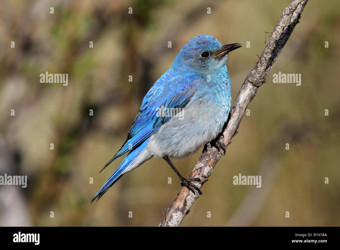 Birds of North America. Mountain Bluebird, (Sialia currucoides) return ...