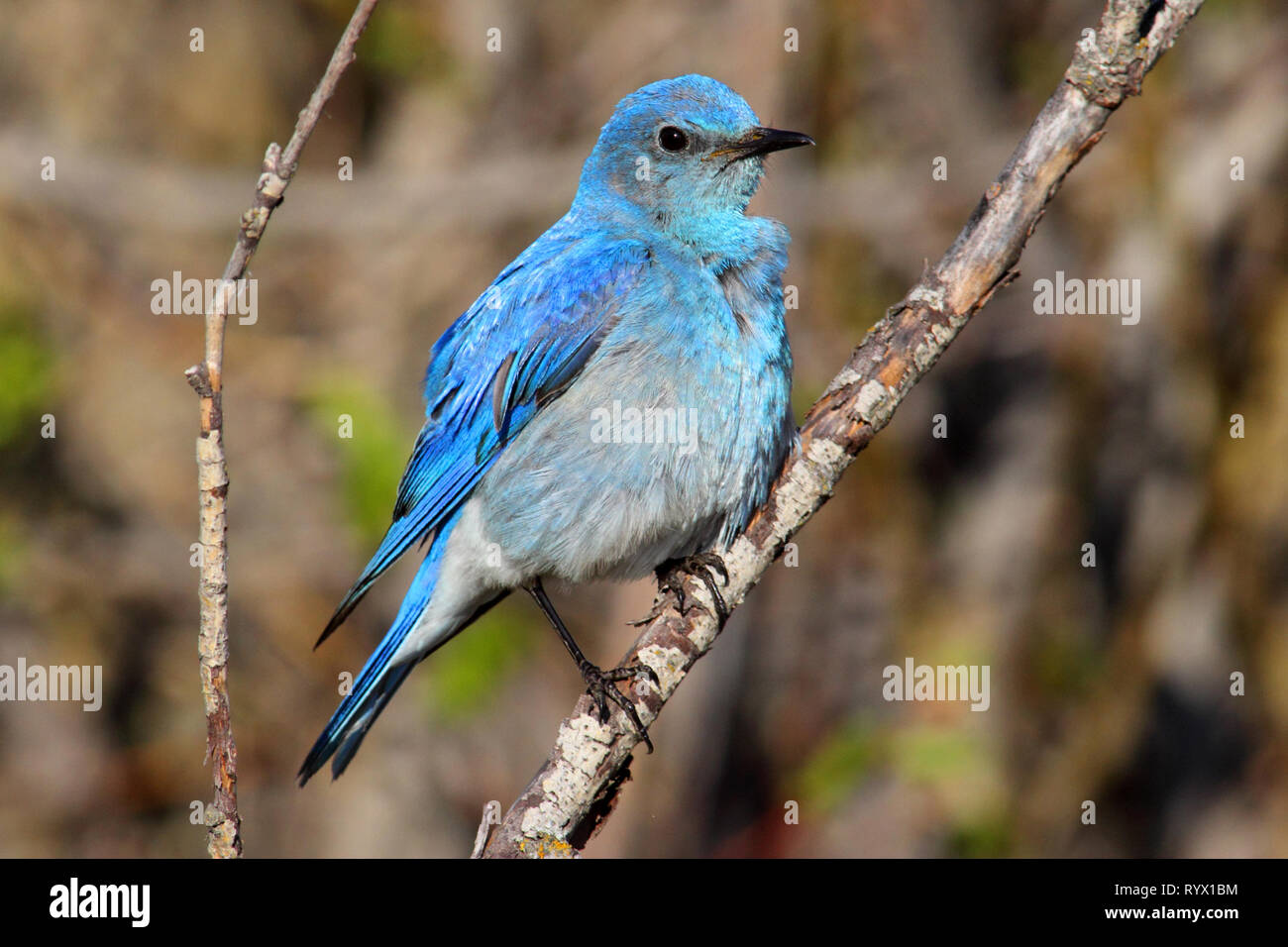 Birds of North America. Mountain Bluebird, (Sialia currucoides) return ...