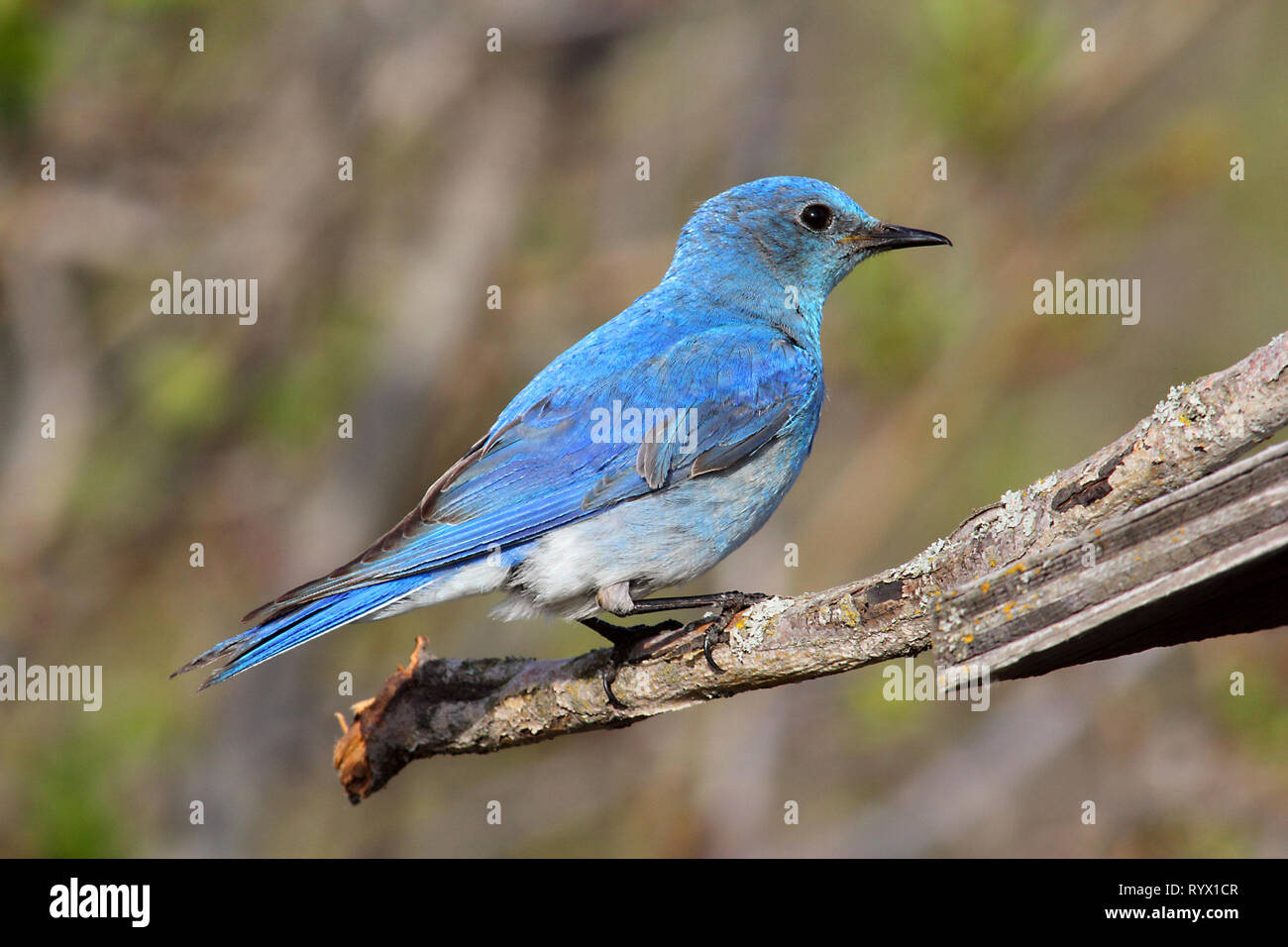 Birds of North America. Mountain Bluebird, (Sialia currucoides) return ...