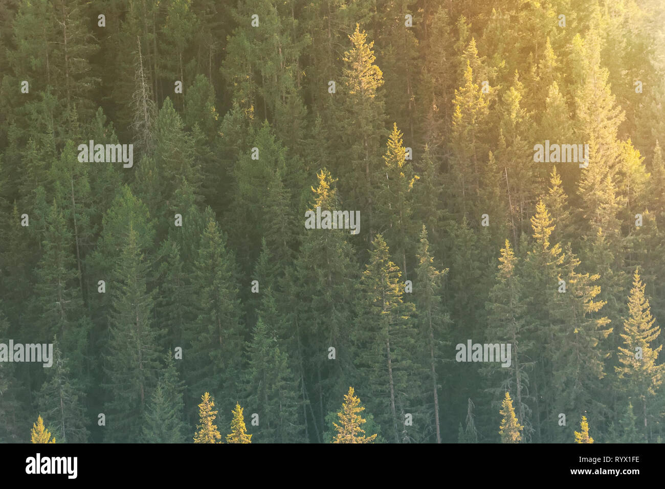 Altai trees up close hi-res stock photography and images - Alamy
