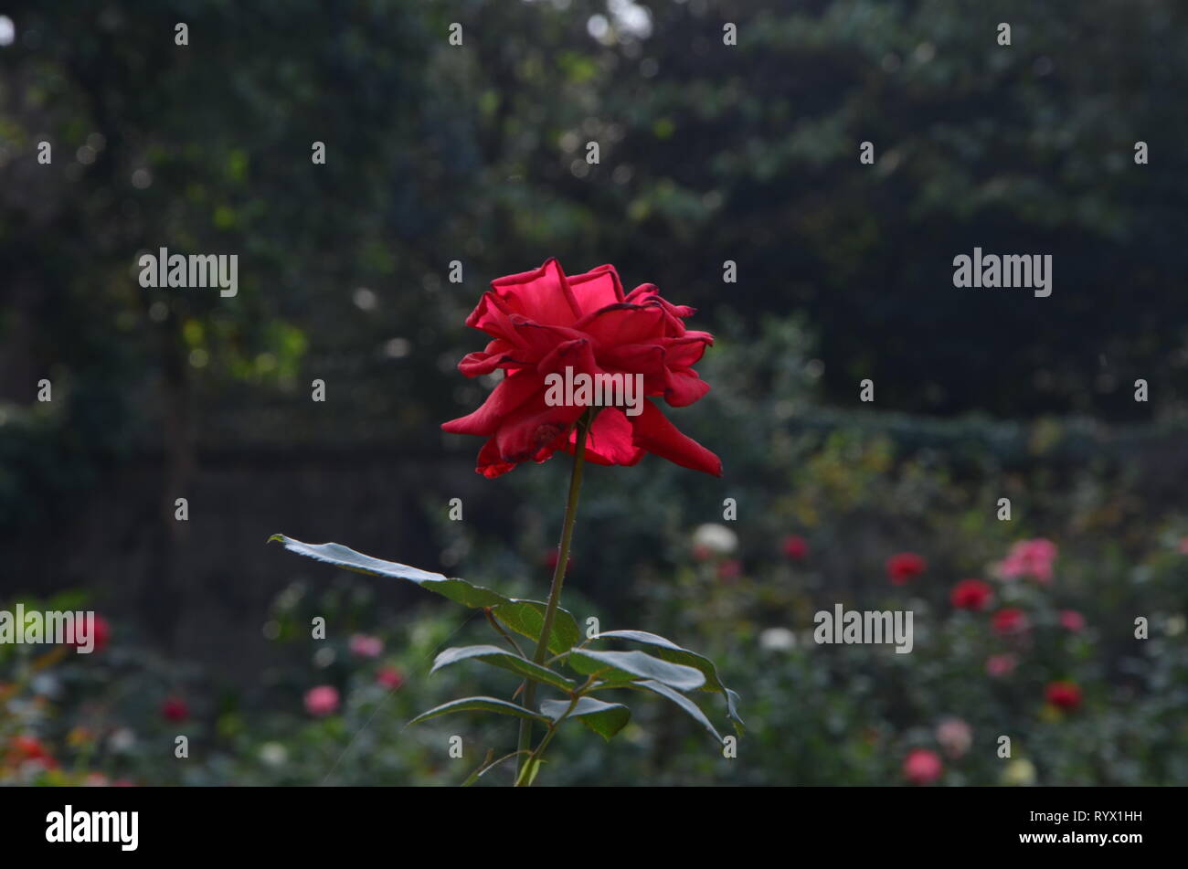 Golap hi-res stock photography and images - Alamy