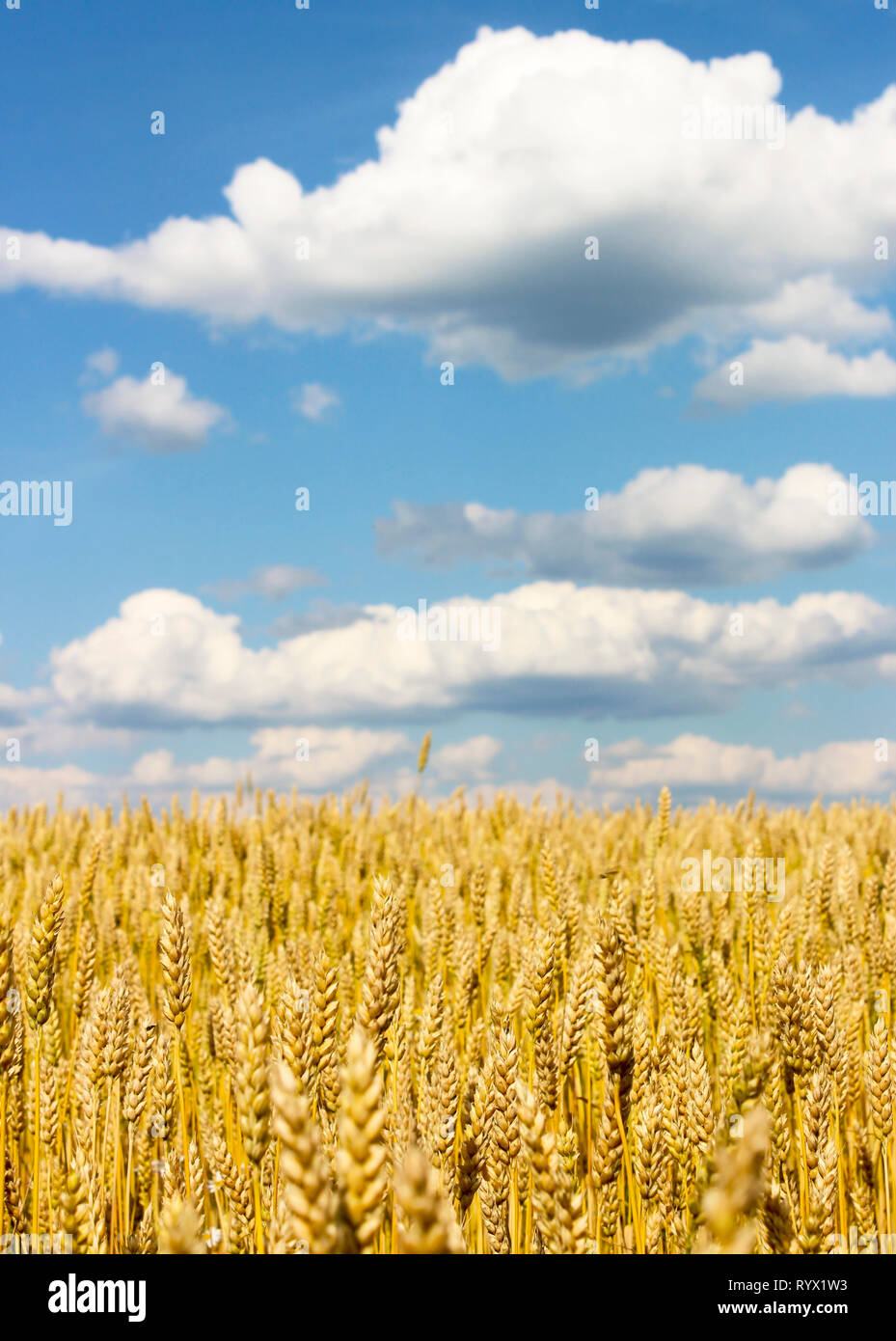Endless wheat field, receding into the distance beyond the horizon ...