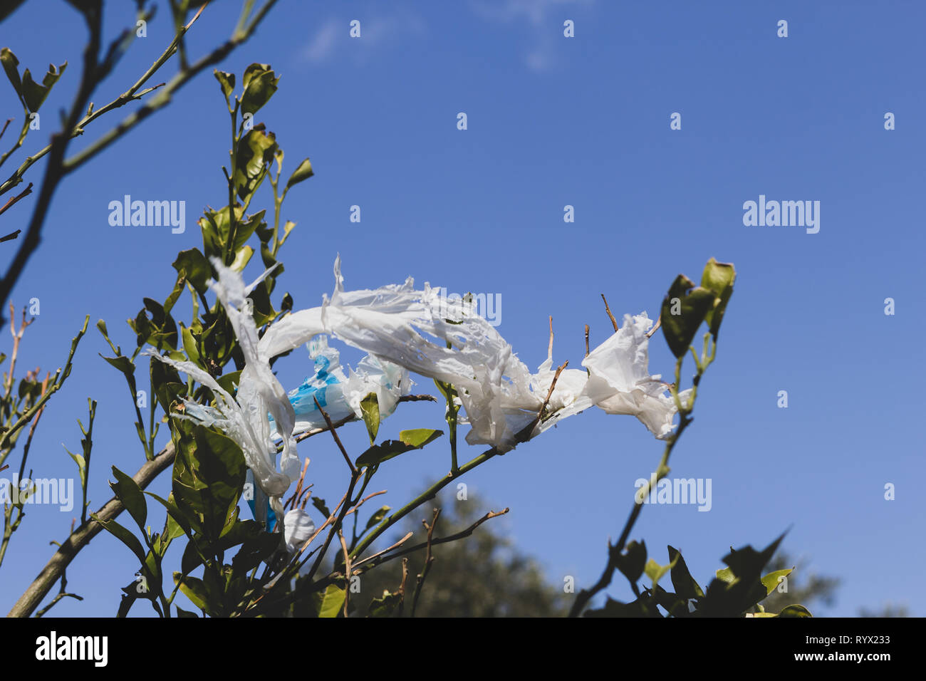Plastic bag caught on orange tree.Image of super market bag hanging on ...