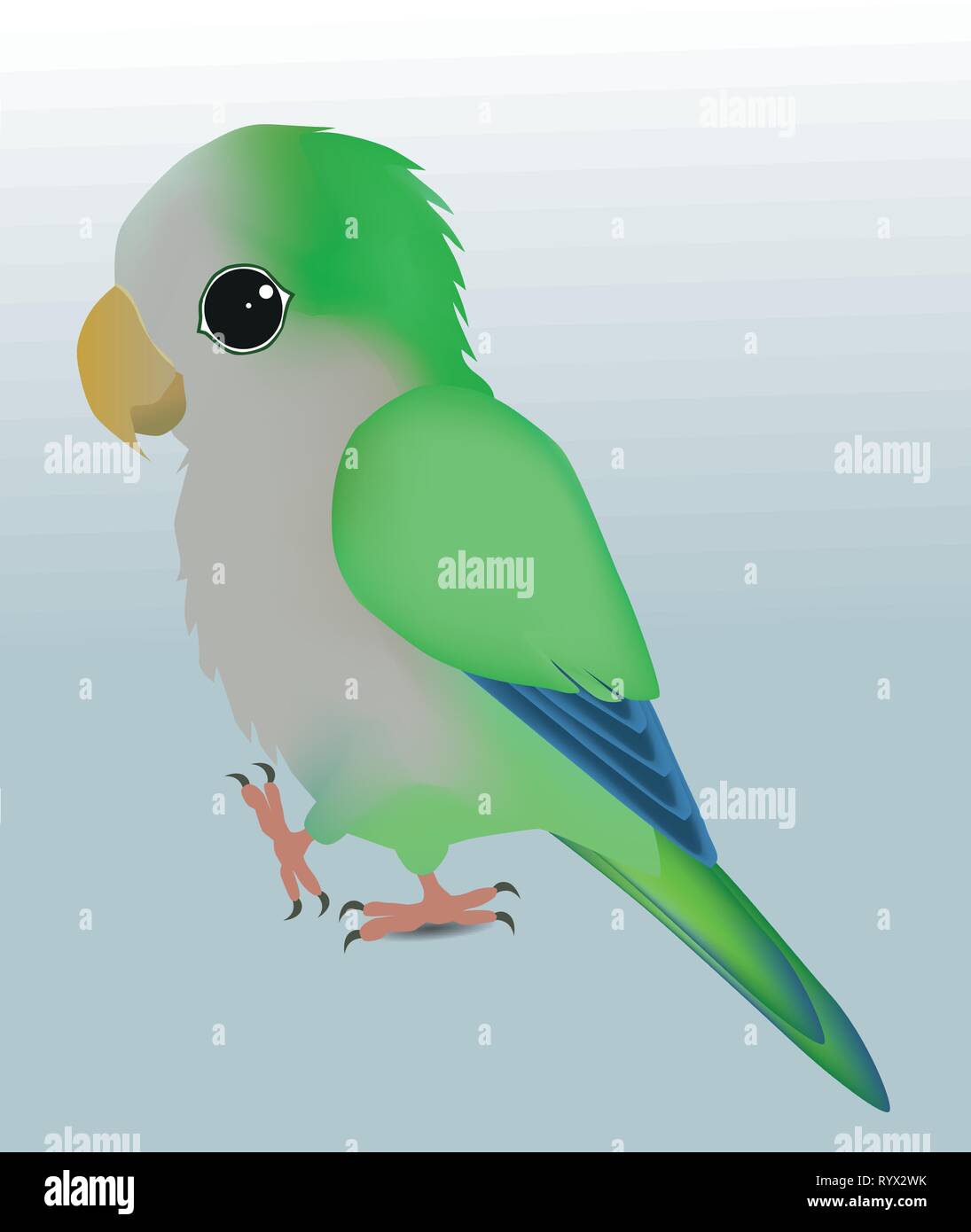 Quaker parrot hi-res stock photography and images - Alamy