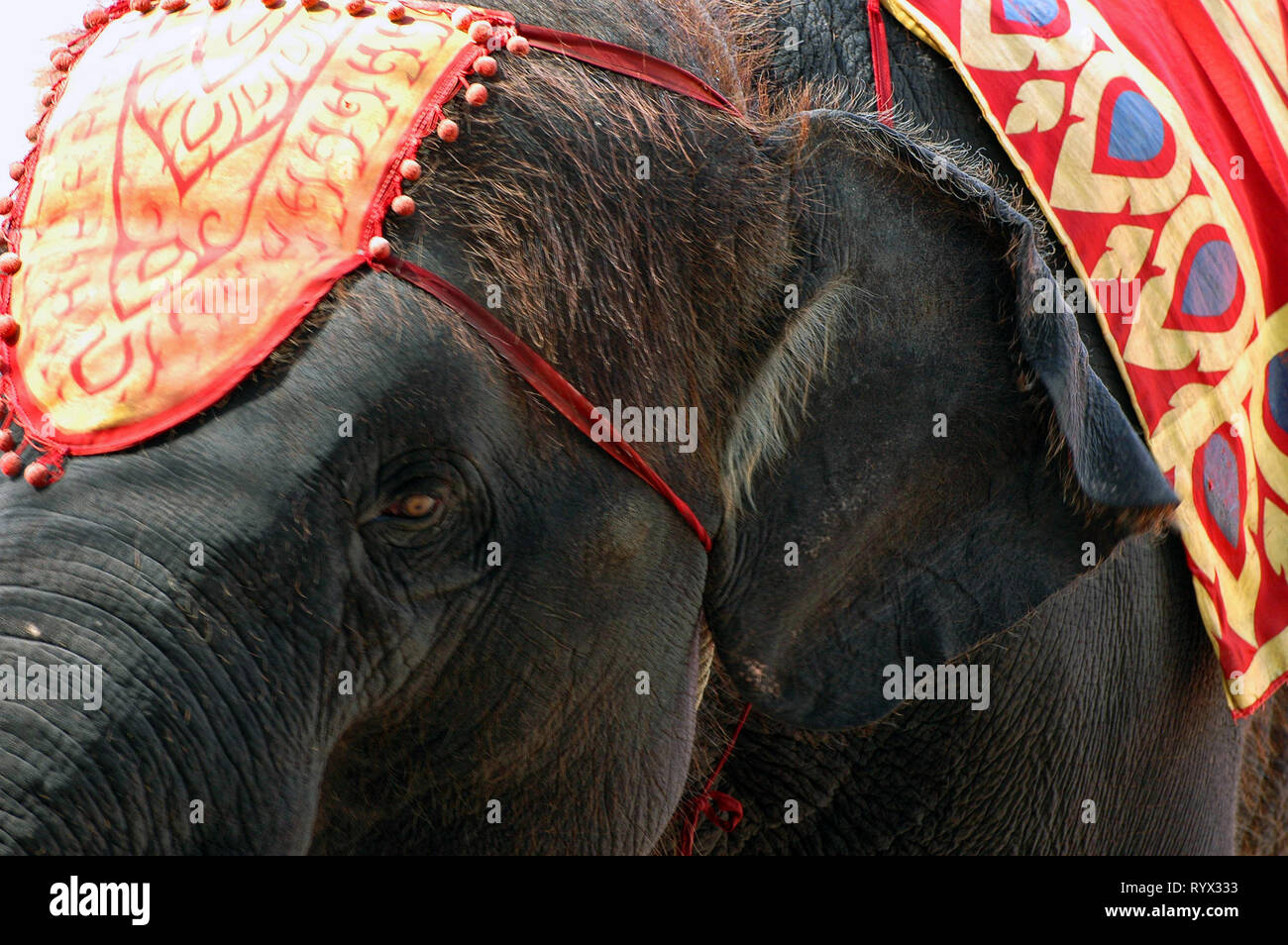 Elephants images hi-res stock photography and images - Alamy