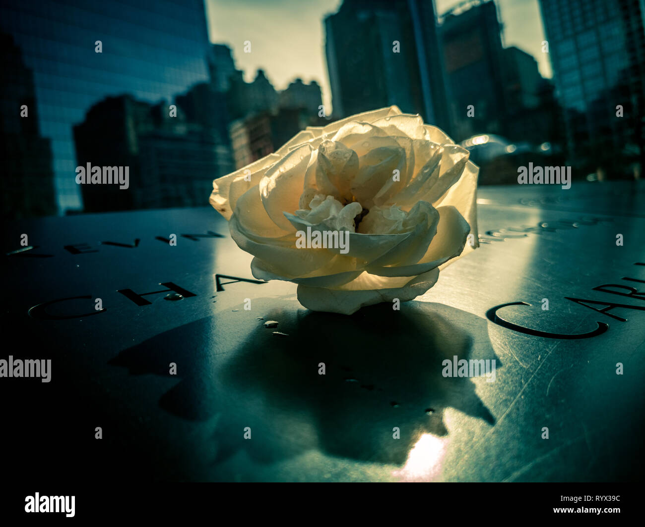 Single Yellow Rose at 9/11 Memorial, New York, USA Stock Photo - Alamy