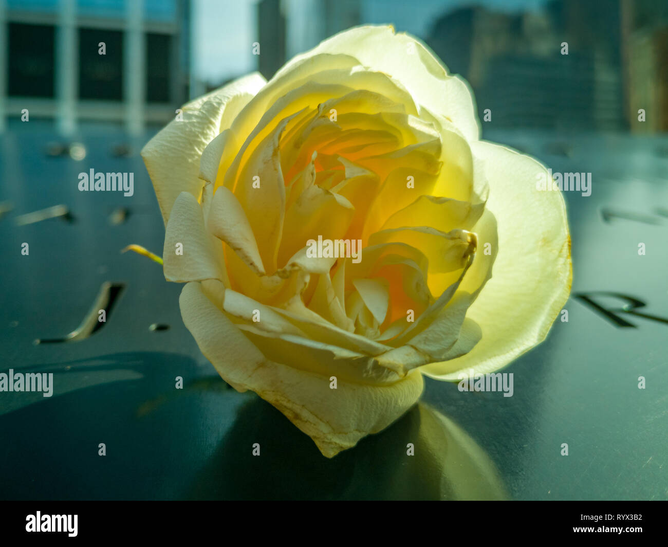 Single Yellow Rose at 9/11 Memorial, New York, USA Stock Photo - Alamy