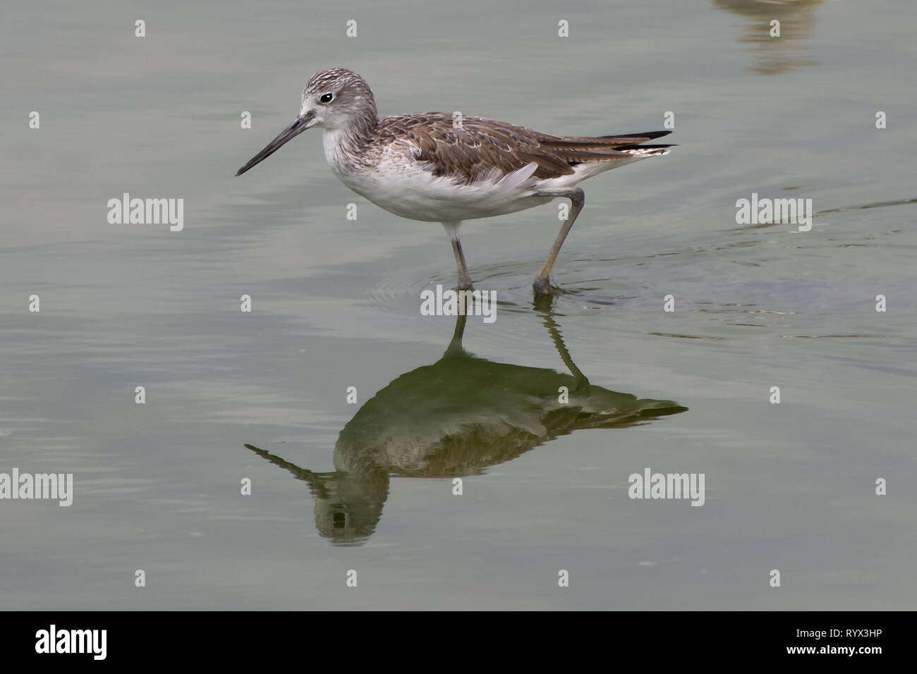 Marsh arab hi-res stock photography and images - Alamy