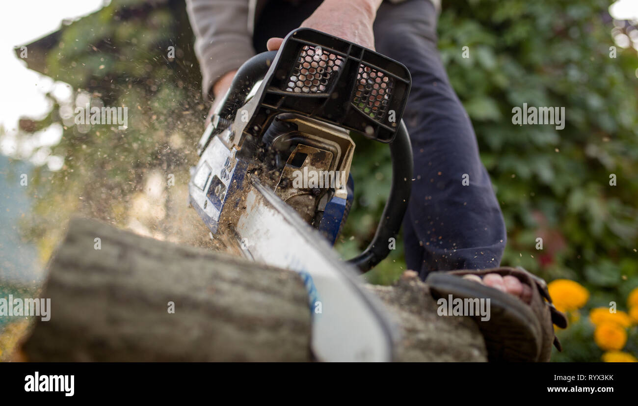 Image of man with chainsaw sawing log in forest Stock Photo - Alamy
