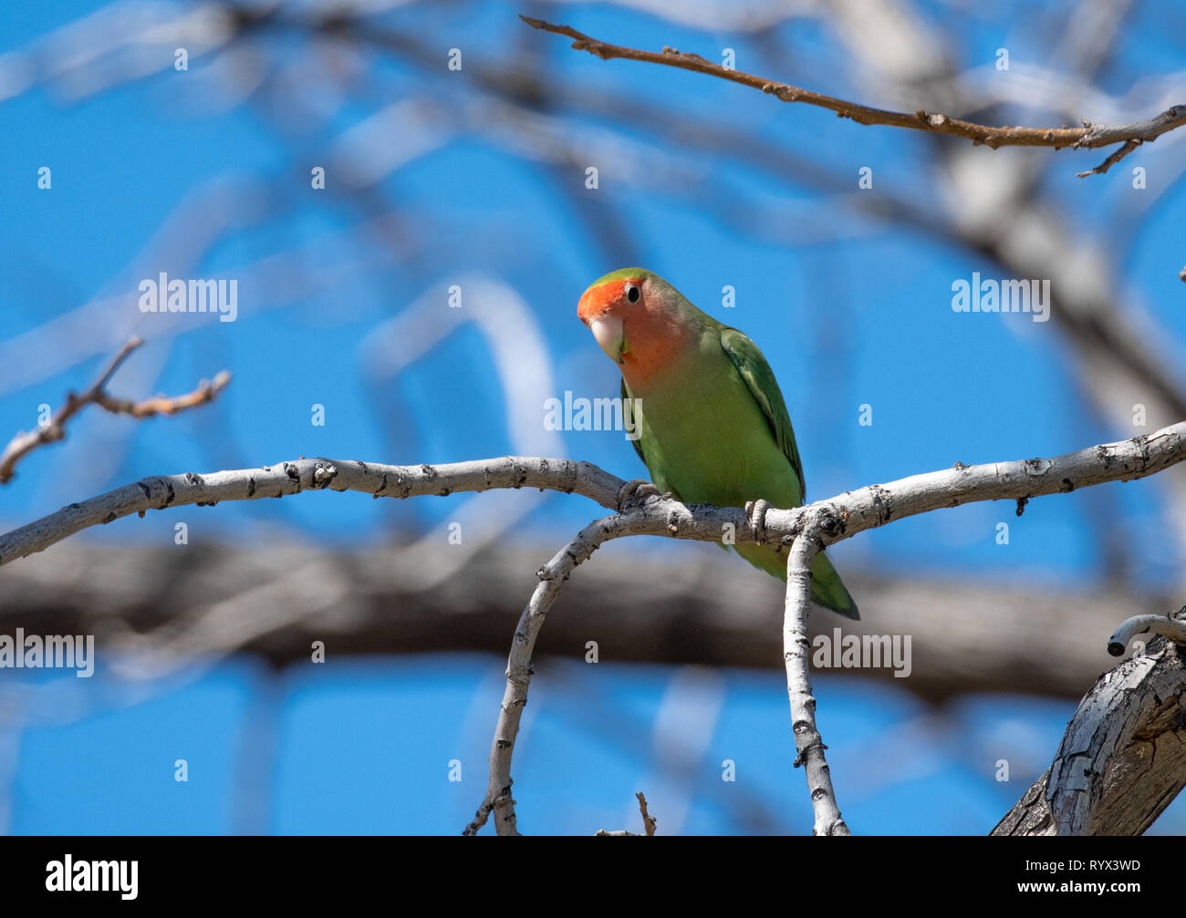 Peach faced lovebird in a tree Stock Photo - Alamy