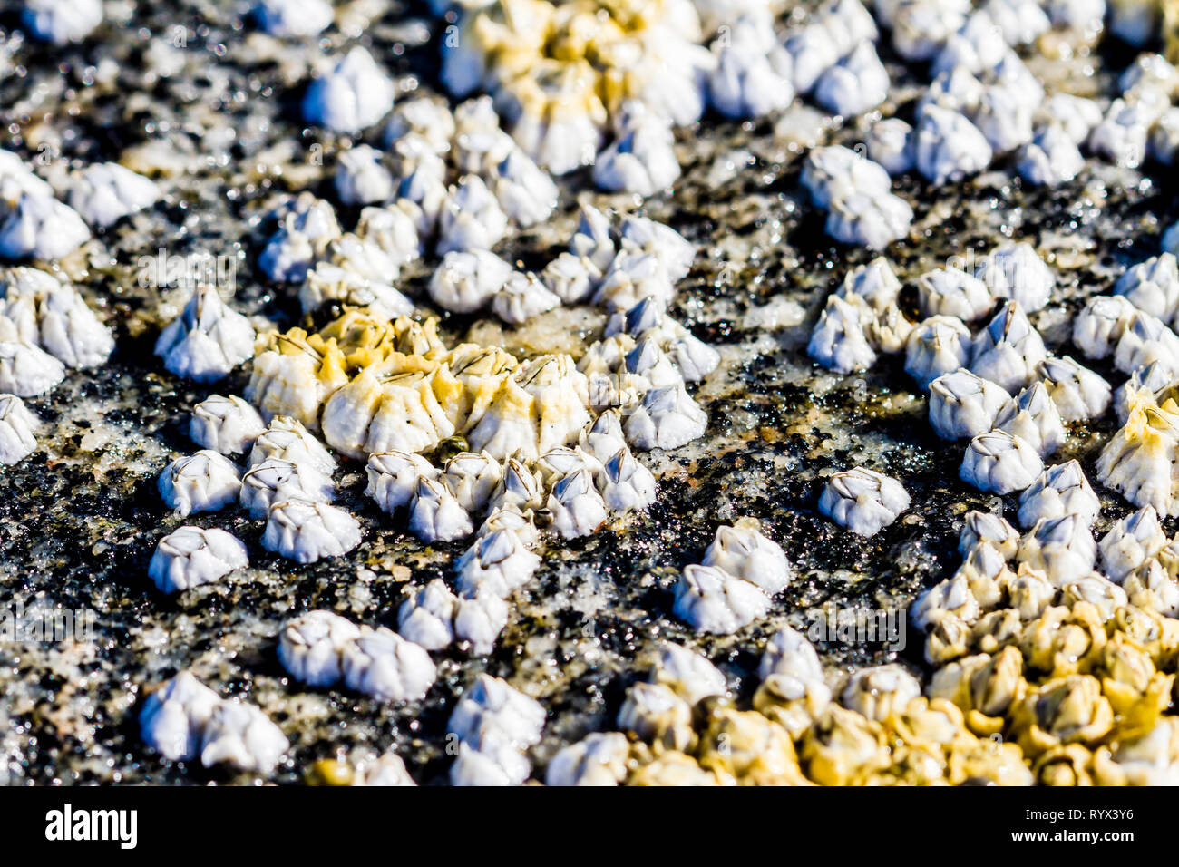 Sea mollusks Semibalanus balanoides on the littoral of the White Sea at ...