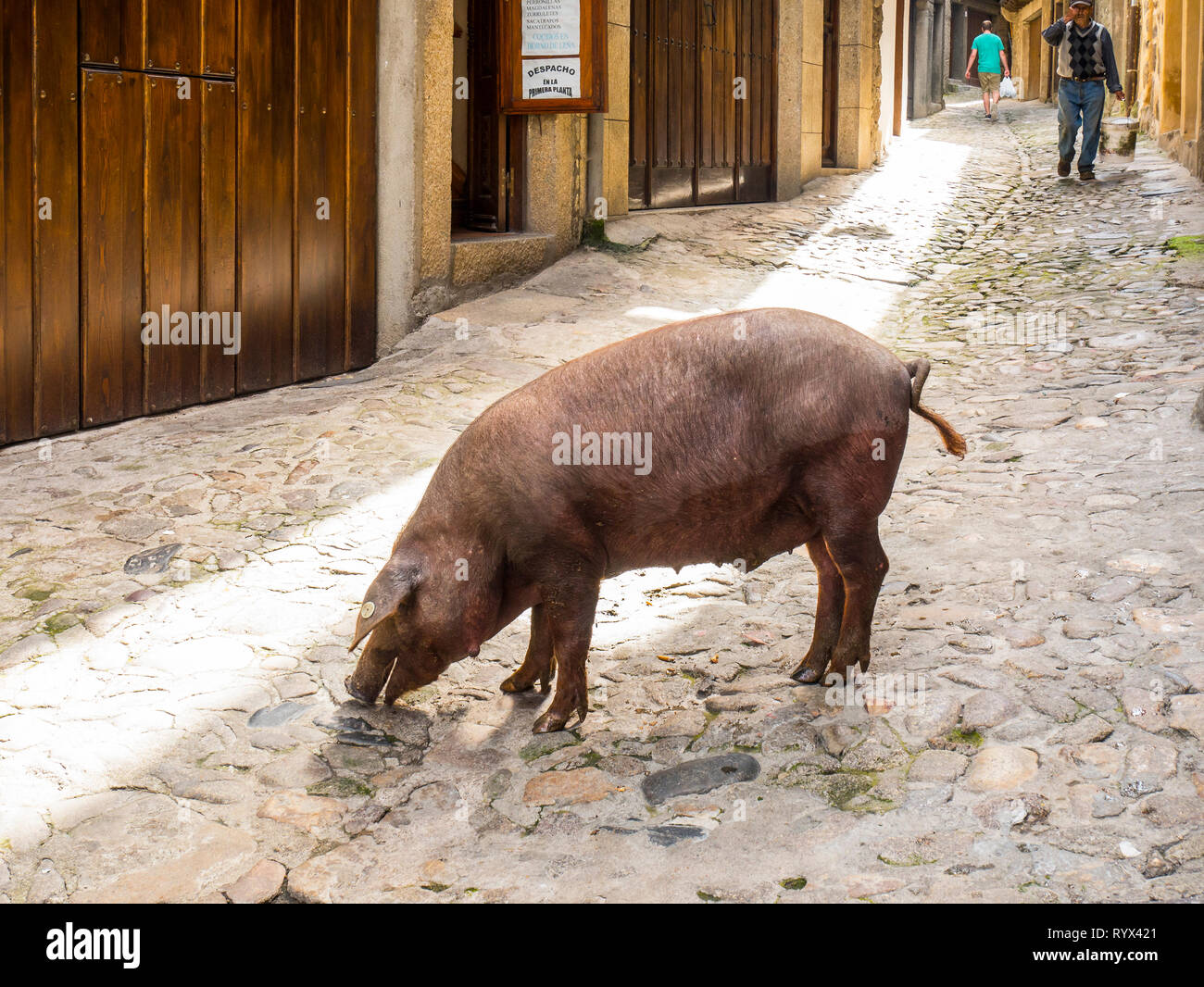 Pig of san anton hi-res stock photography and images - Alamy