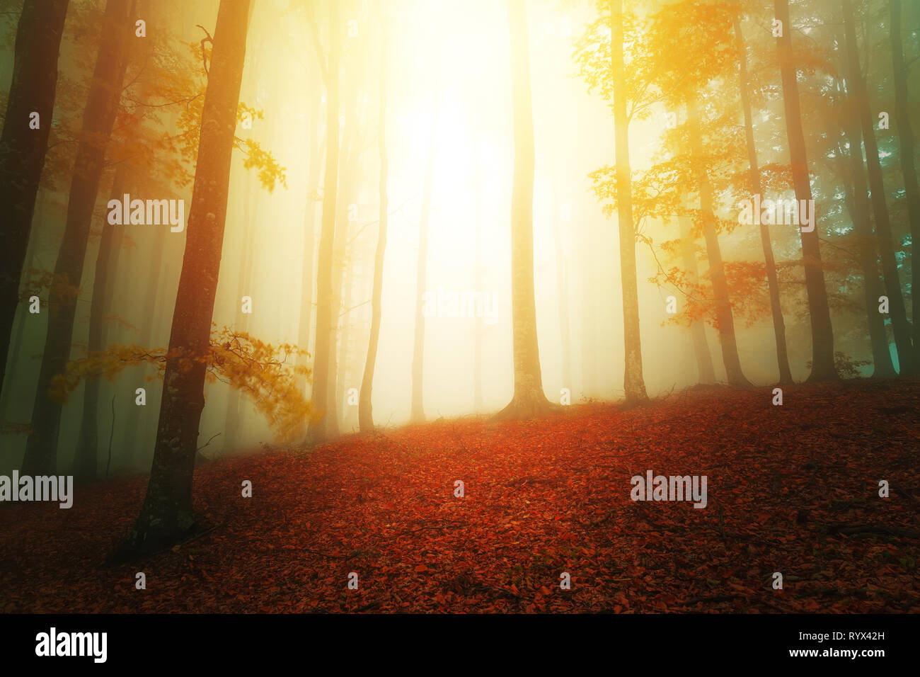 Sun beams between trees hi-res stock photography and images - Alamy