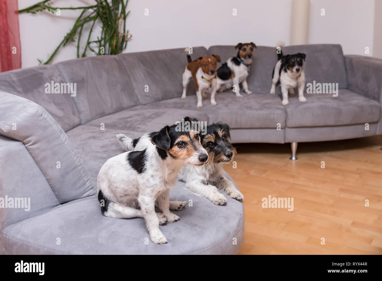 Group Jack Russell Terrier Doggies - Five little dogs sitting or lying ...