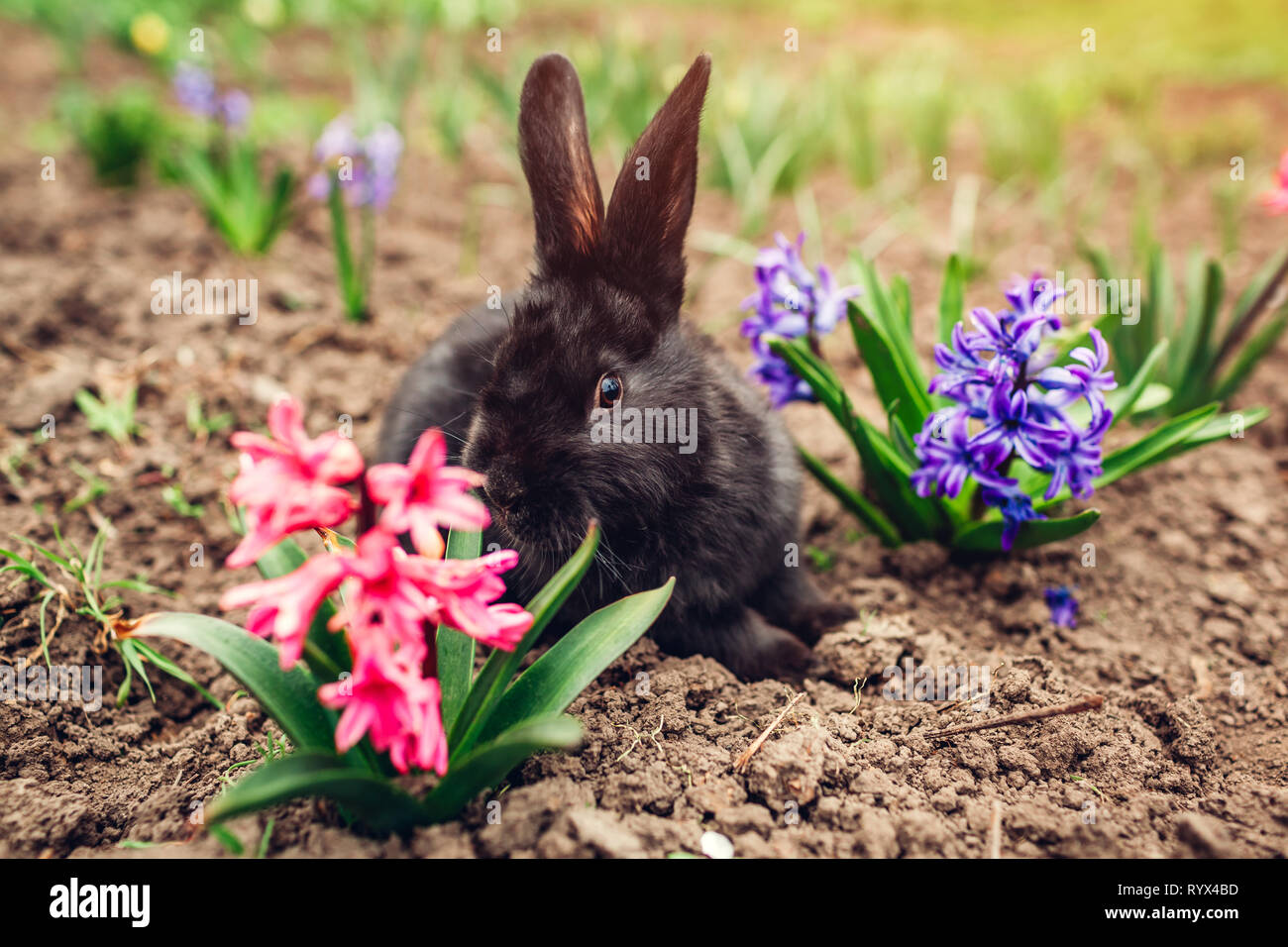 Little black baby rabbit sitting among spring flowers in garden on farm ...