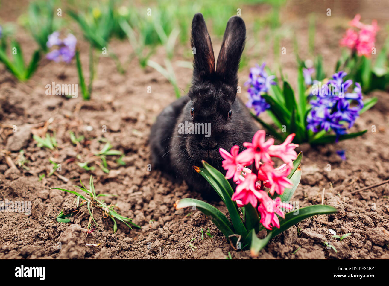 Little black baby rabbit sitting among spring flowers in garden on farm ...
