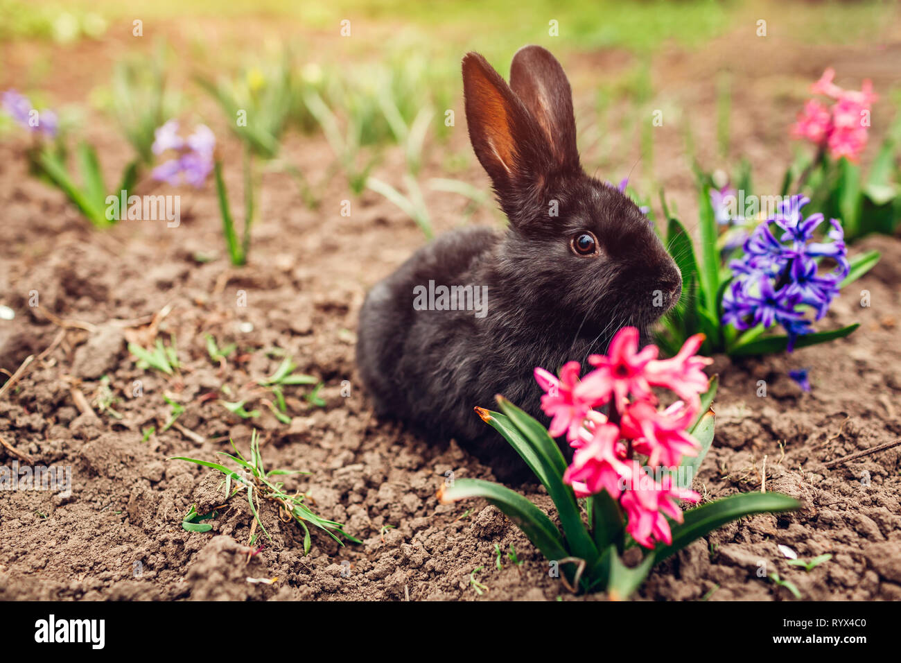Black Rabbit On Green Grass High Resolution Stock Photography and ...