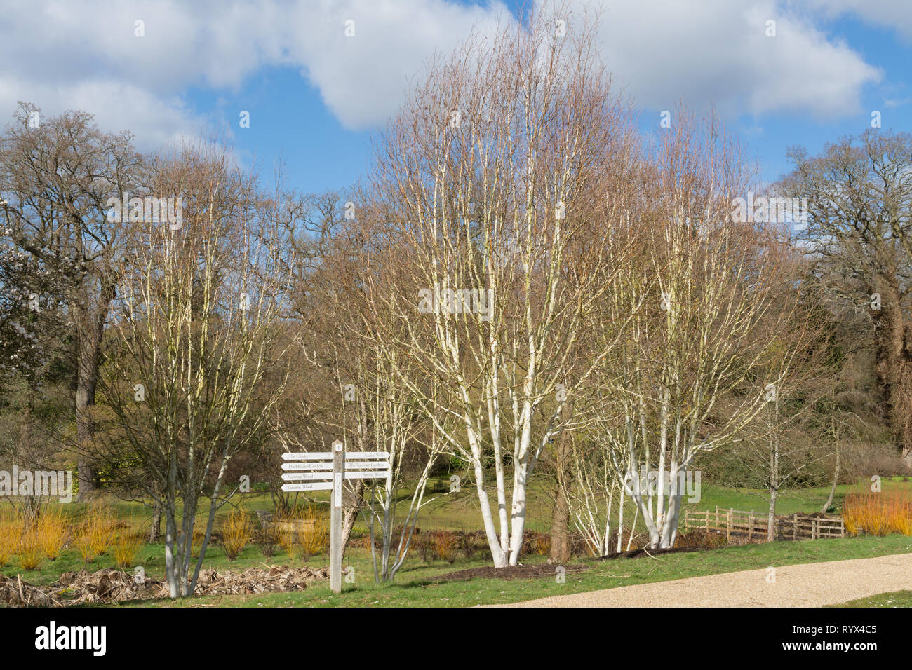 Betula utilis var jacquemontii grayswood hi-res stock photography and ...