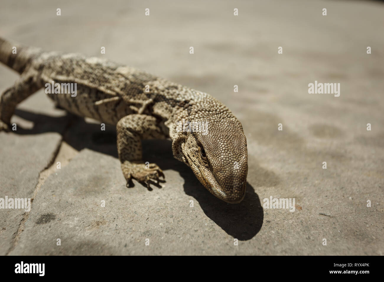 Desert monitor lizard hi-res stock photography and images - Alamy