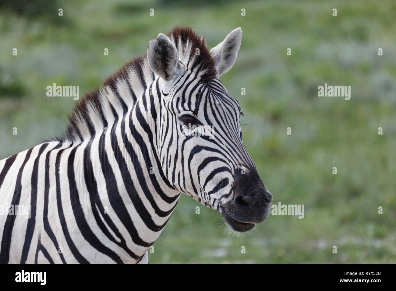Closeup portrait of a side of striped African Zebra face mouth open ...