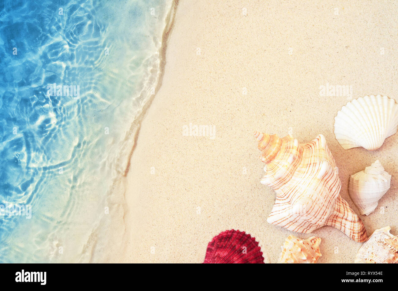 Seashell on the summer beach in sea water. Summer background. Summer ...
