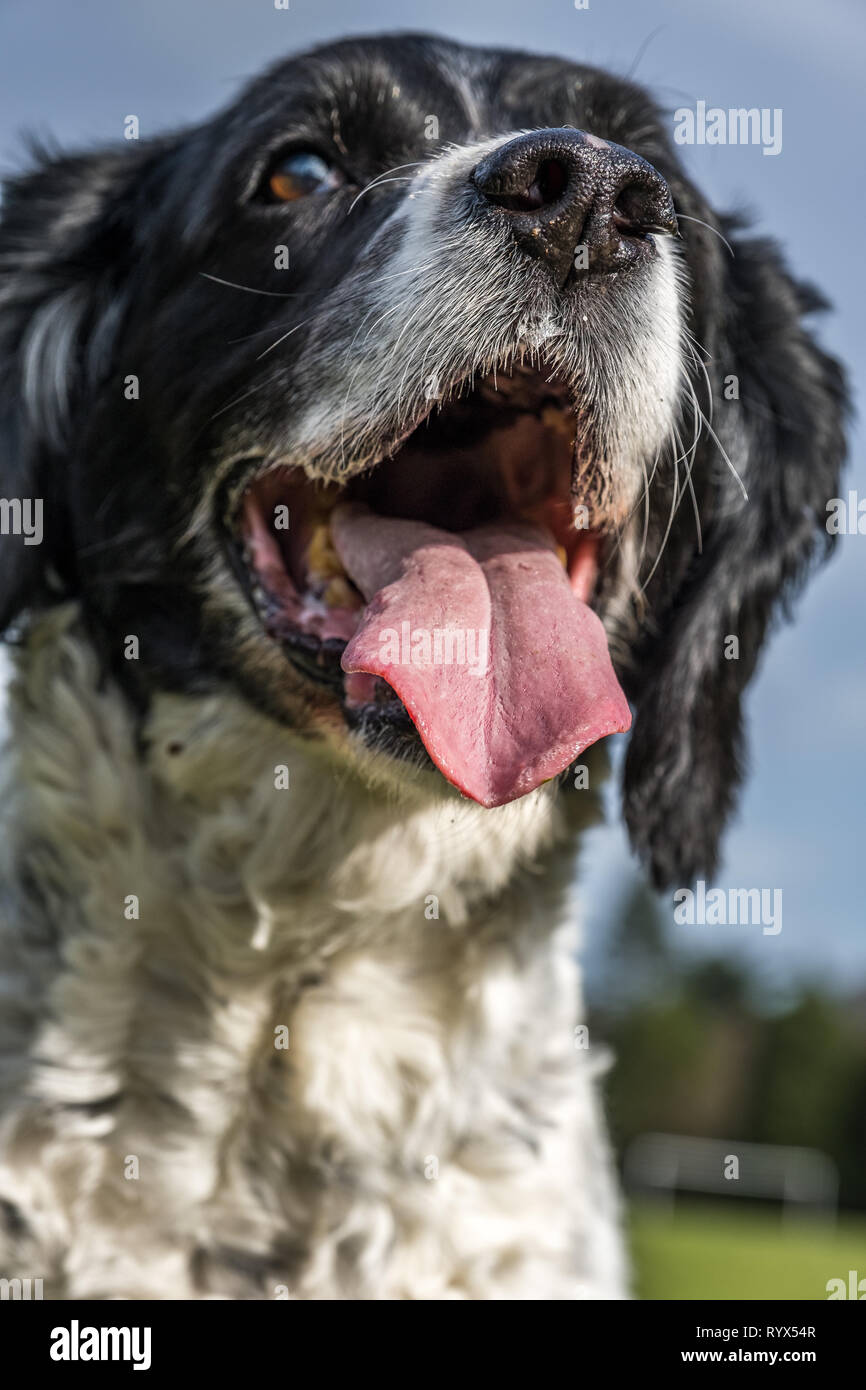 Smiling english springer spaniel hi-res stock photography and images ...