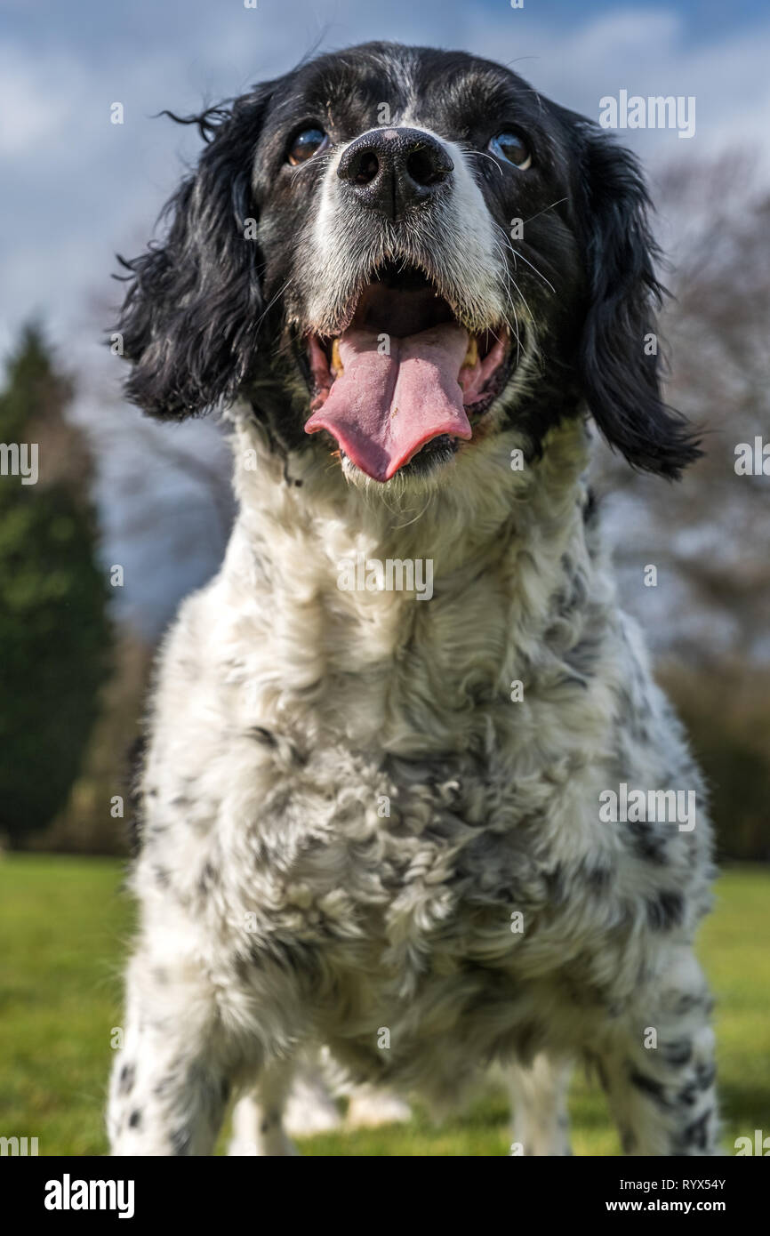 Smiling english springer spaniel hi-res stock photography and images ...