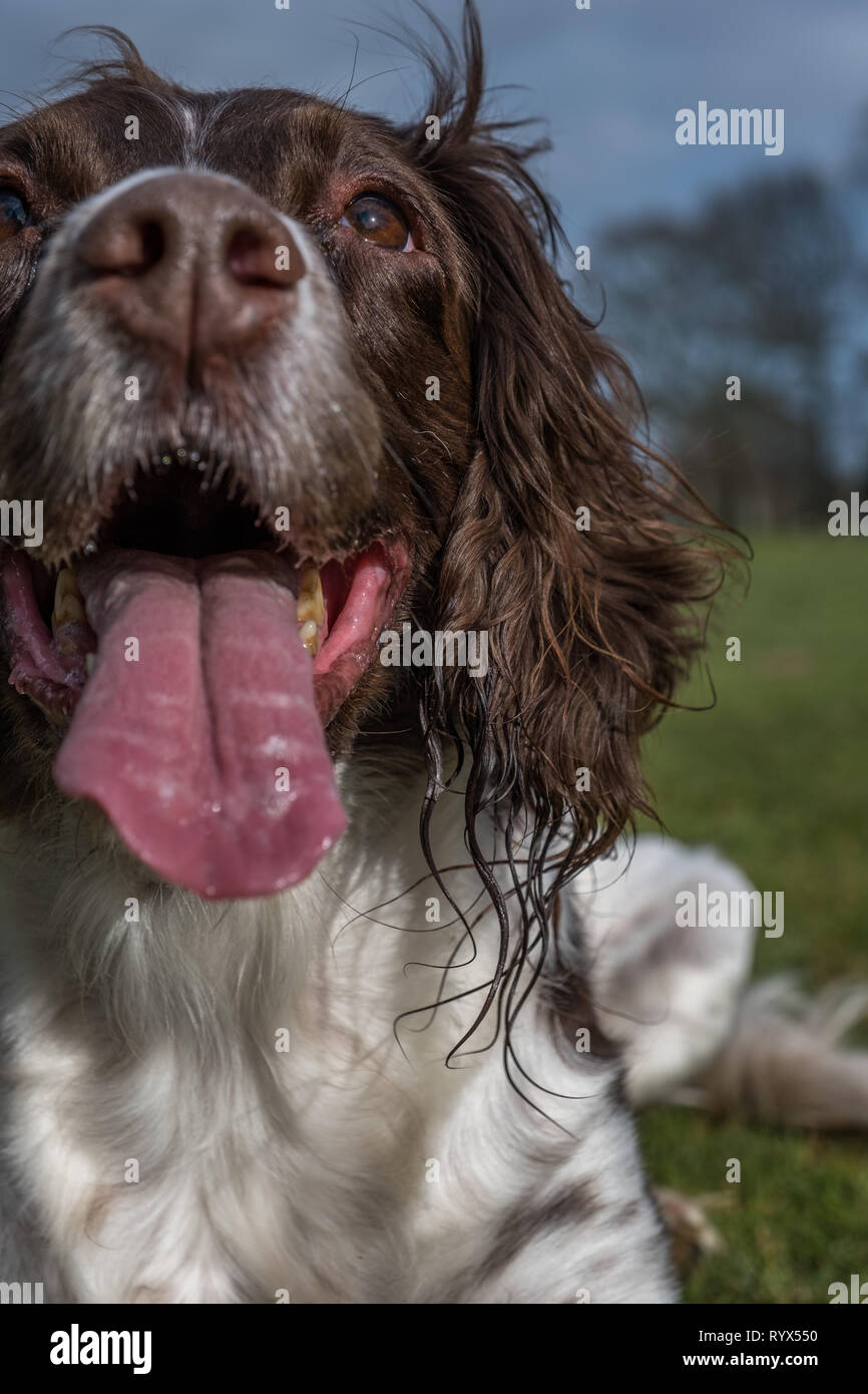 Smiling english springer spaniel hi-res stock photography and images ...