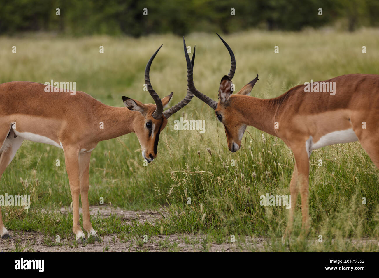 Side view of two Springbok gazelles facing with large challenging each ...