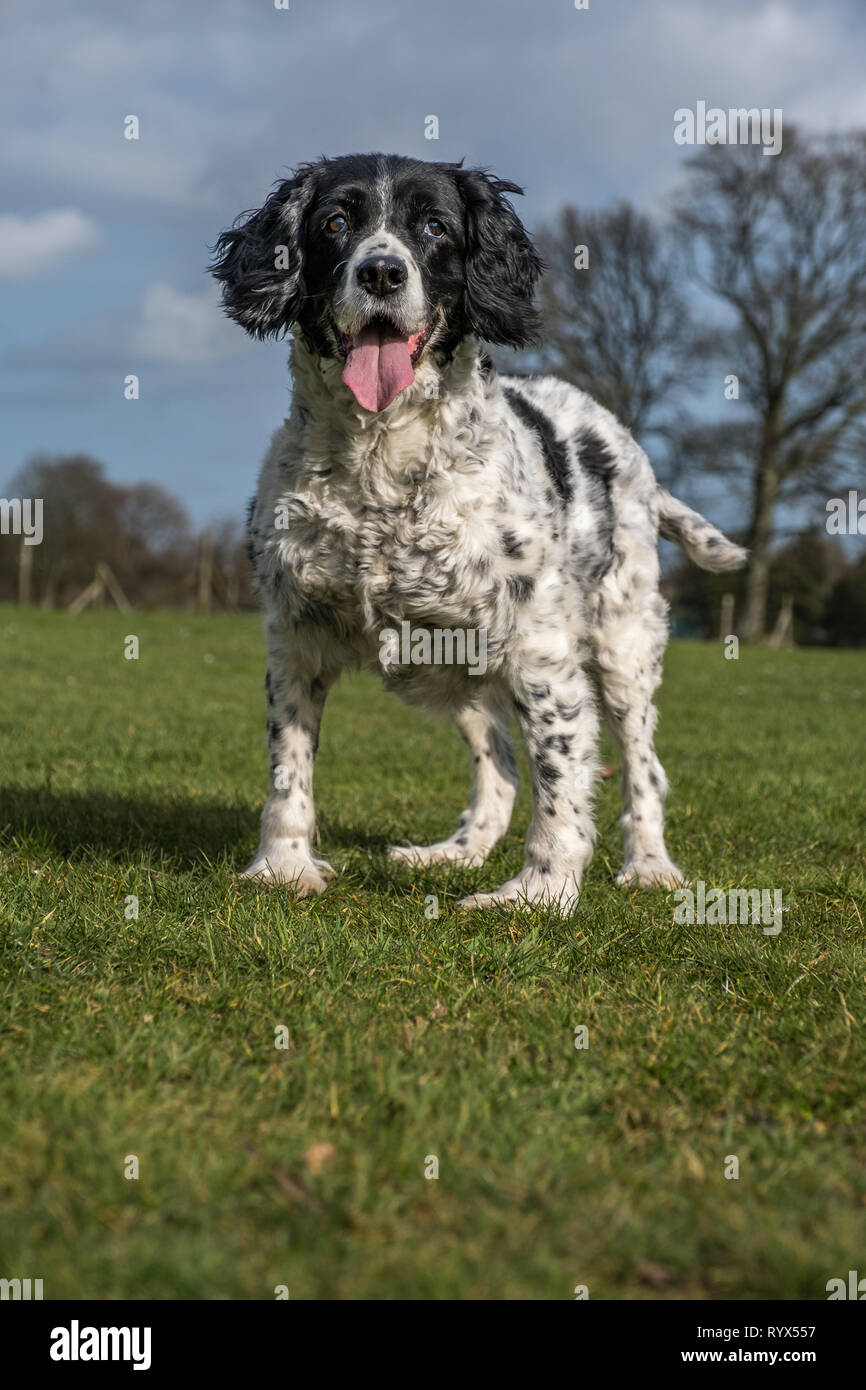 Smiling english springer spaniel hi-res stock photography and images ...