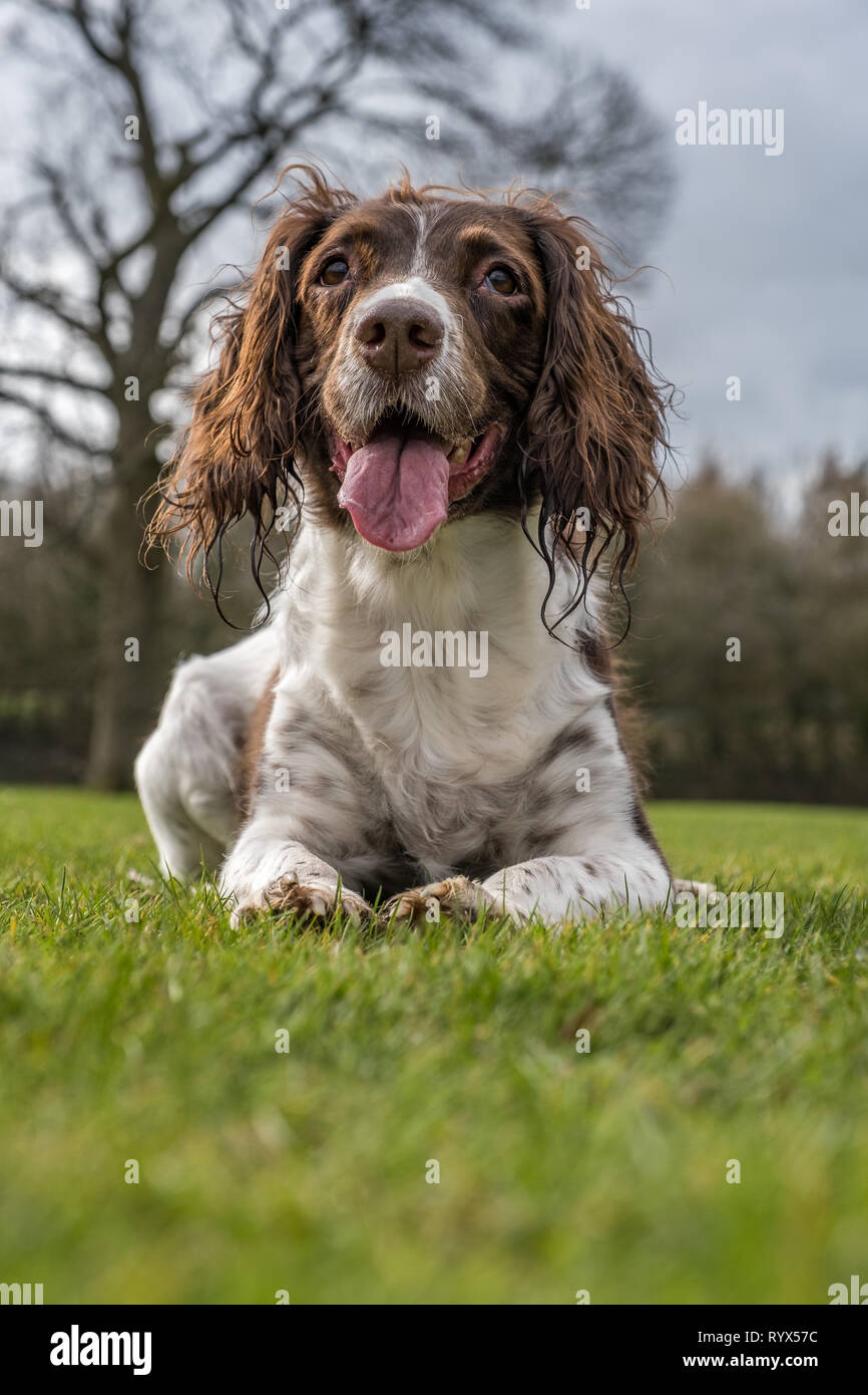 Smiling english springer spaniel hi-res stock photography and images ...