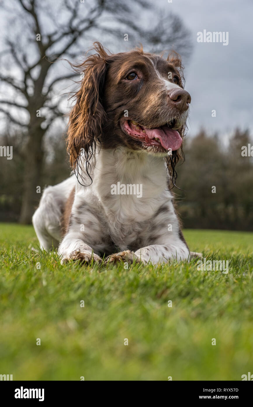 Smiling english springer spaniel hi-res stock photography and images ...