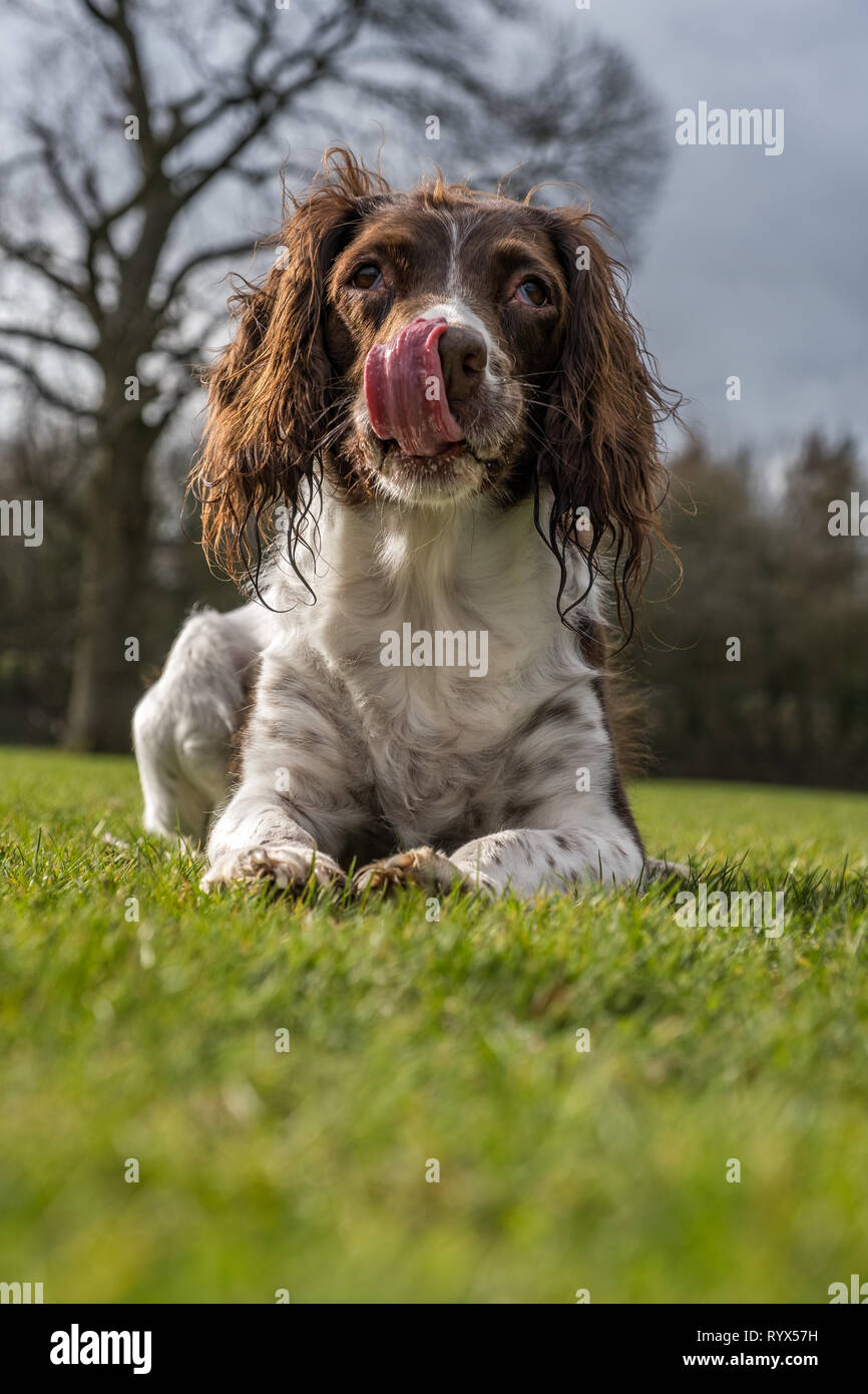 Smiling english springer spaniel hi-res stock photography and images ...
