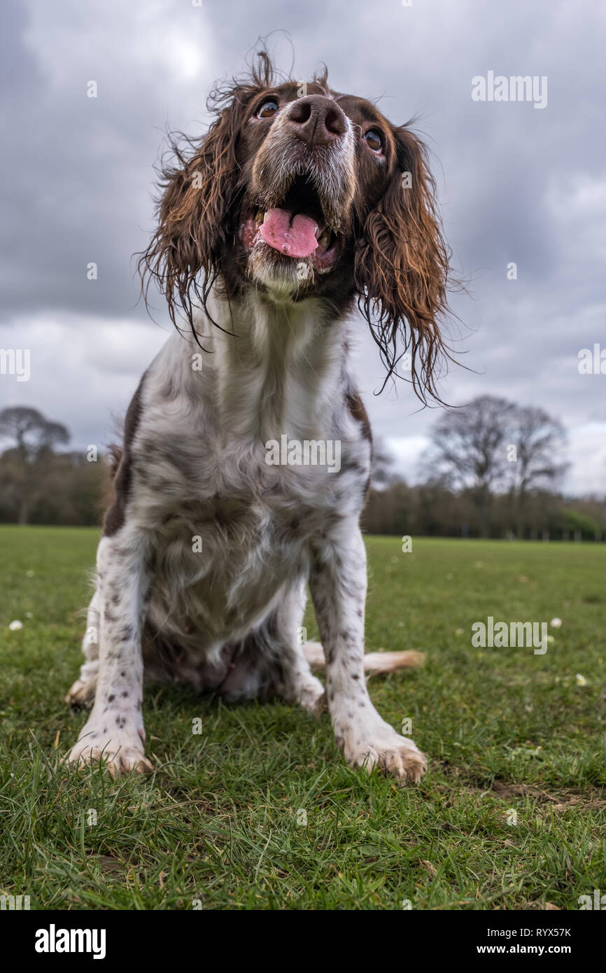 Smiling english springer spaniel hi-res stock photography and images ...