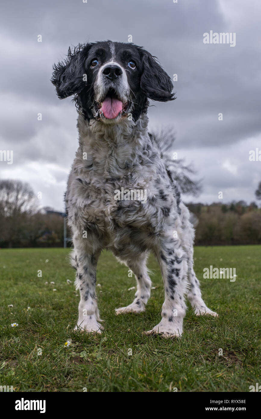Smiling english springer spaniel hi-res stock photography and images ...