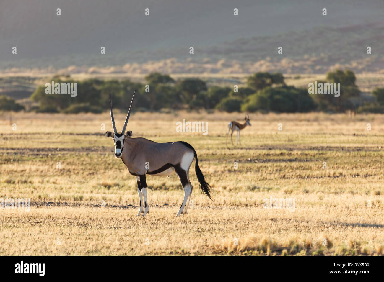An oryx stands in a field of dry grass, with another antelope in the ...