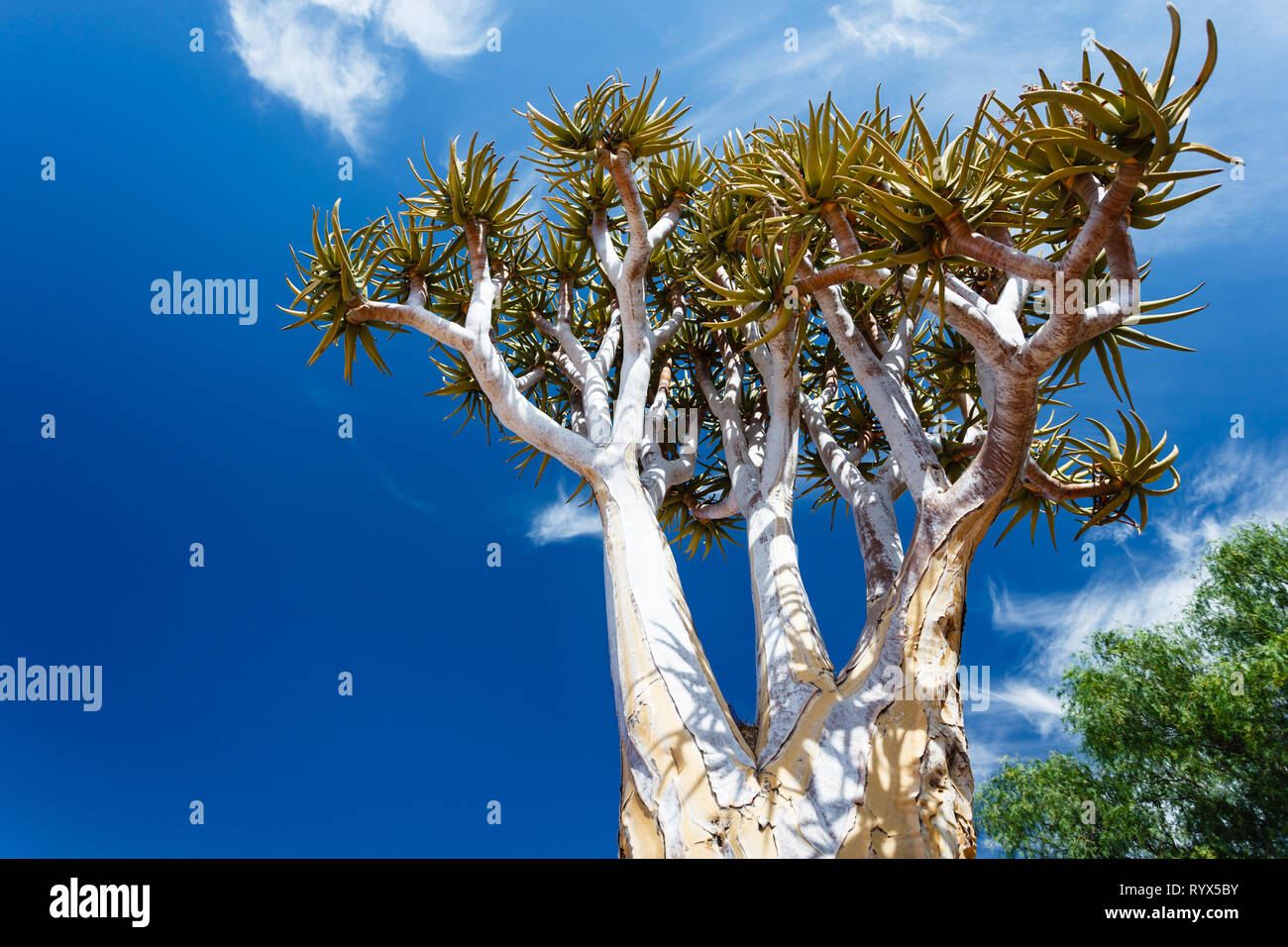 Unusual African treetop and trunk framed by blue sky Stock Photo - Alamy