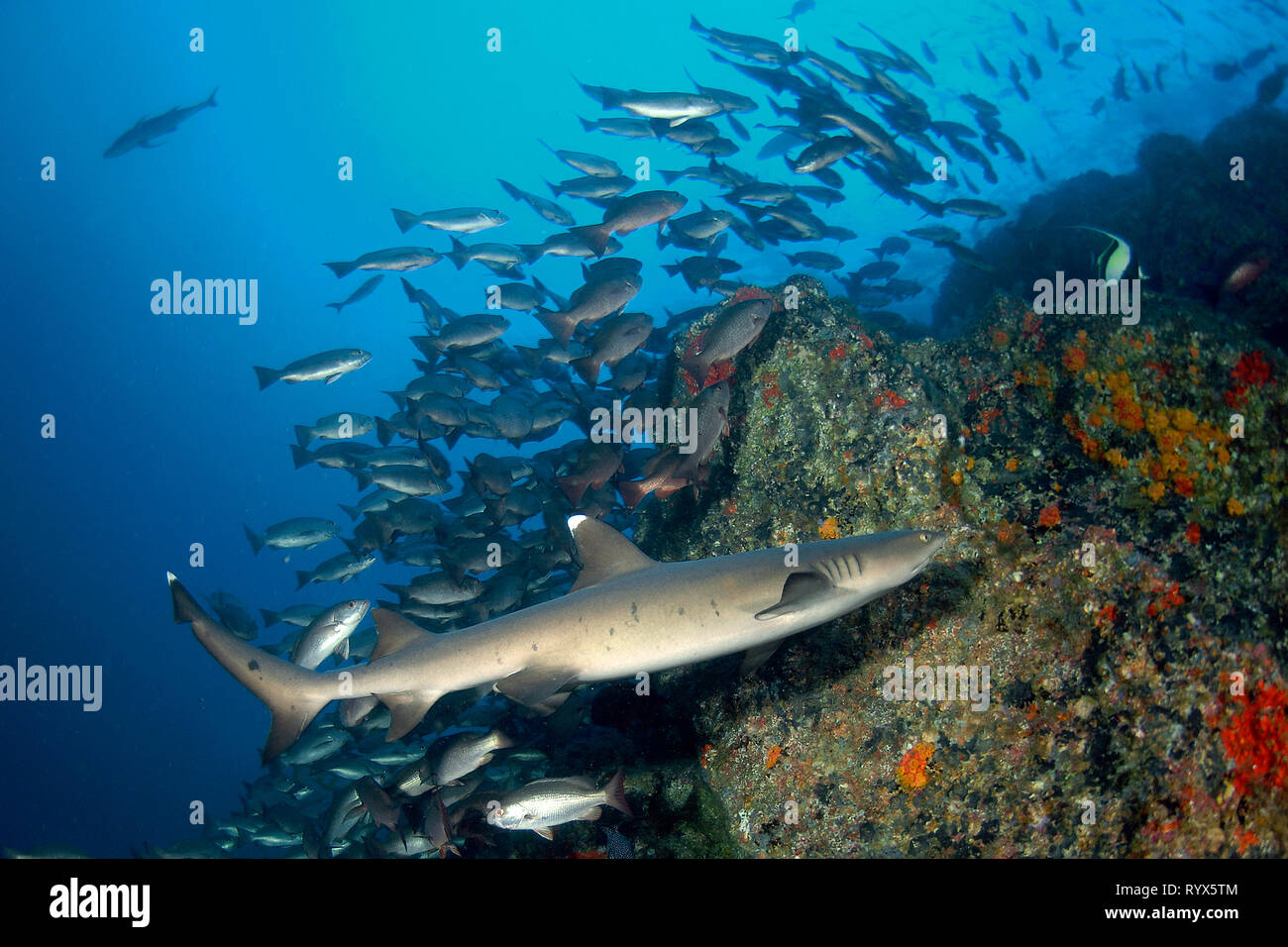 Coral reef fish costa rica hi-res stock photography and images - Alamy