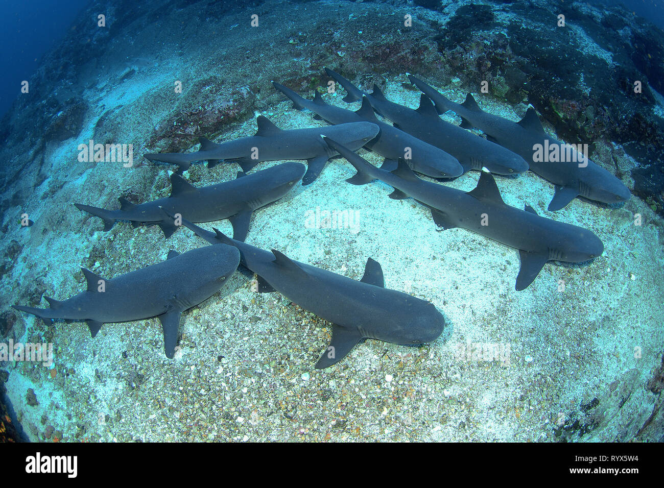 Group of white tip reef shark hi-res stock photography and images - Alamy