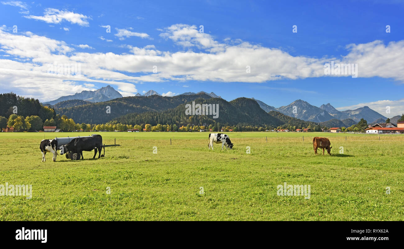Grazing Cows With Mountains In Background High Resolution Stock ...