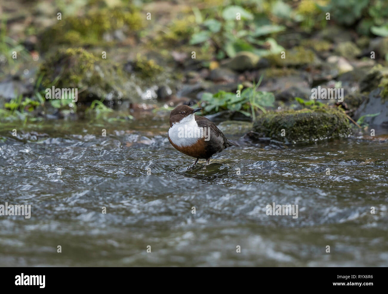 Dipp hi-res stock photography and images - Alamy