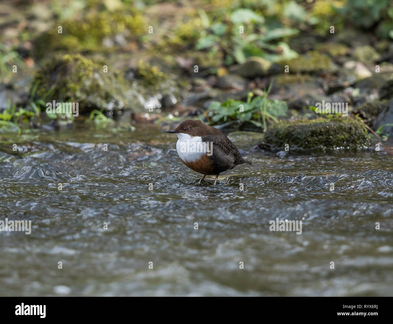 Dipp hi-res stock photography and images - Alamy