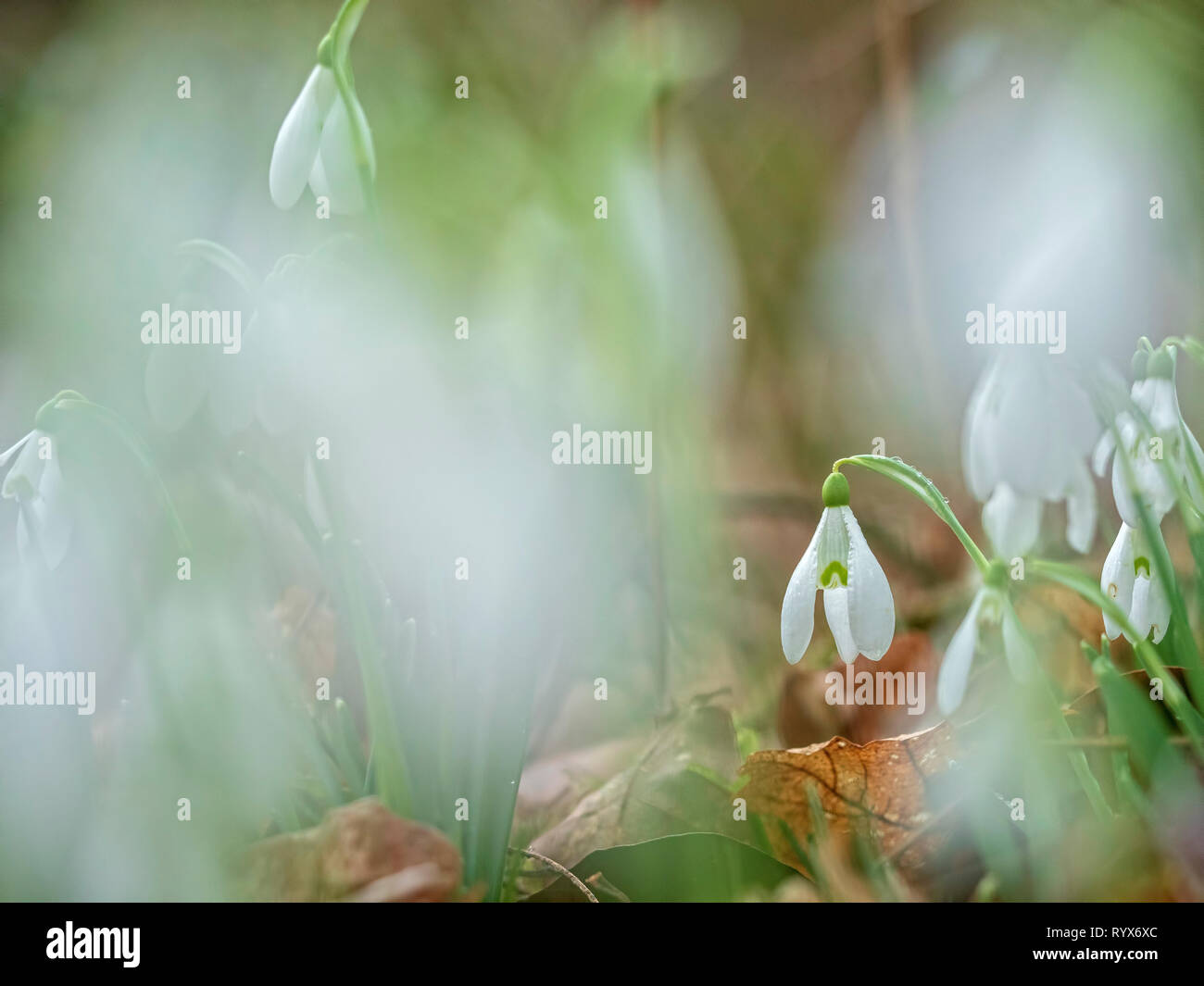 A Snowdrop (Galanthus nivalis) isolated within a bunch of snowdrops ...