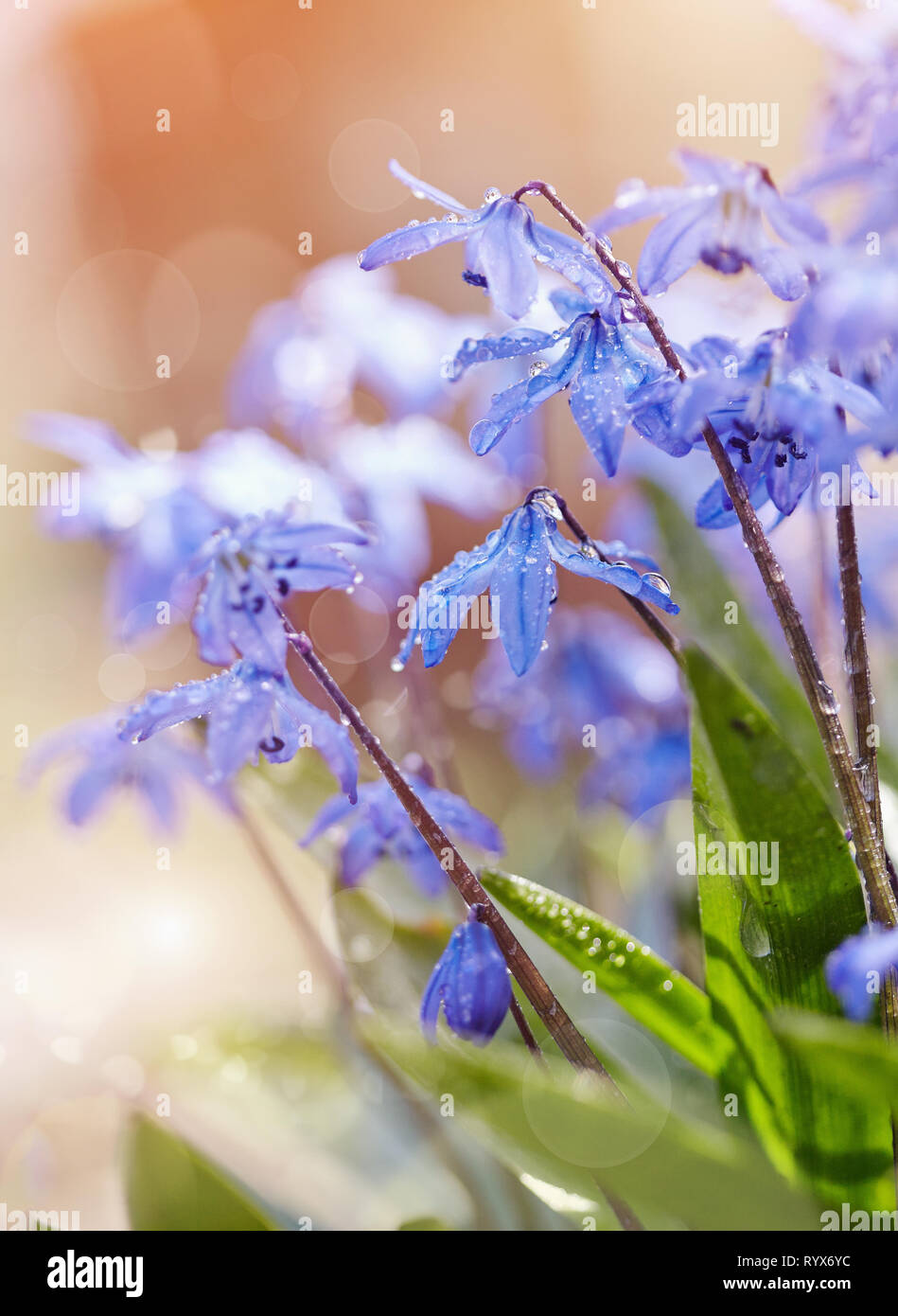 Blue snowdrop blossoming at the beginning of spring - a Scilla Siberica ...