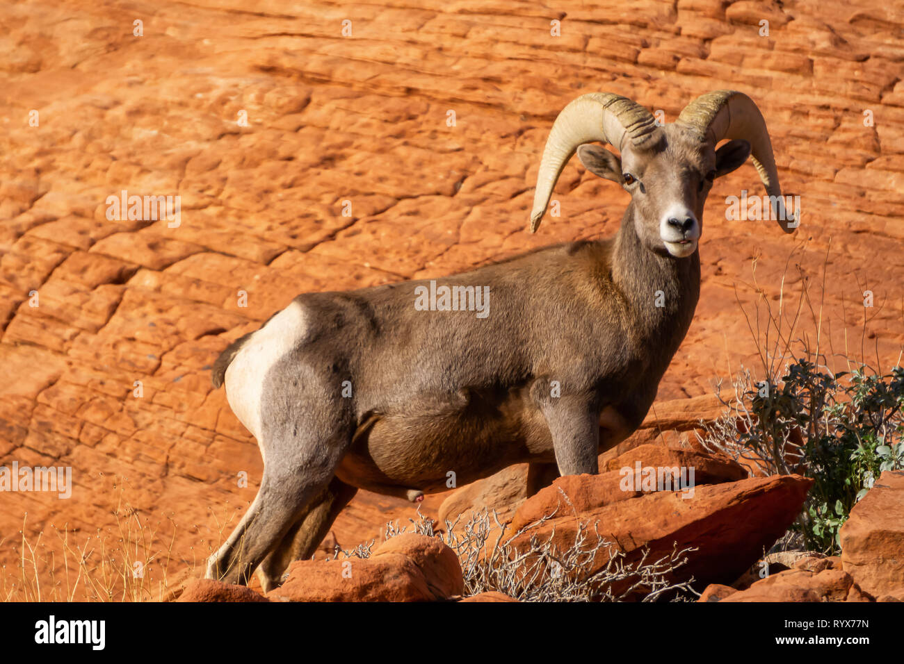 Male Desert Bighorn Sheep in Valley of Fire State Park. Taken in Nevada ...